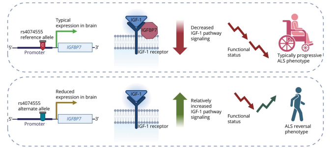 [ 米国 ] なぜ一部のALS患者に「ALSリバース現象」が起きるのか？ | P-ALS | すこやかさゆたかさの未来研究所